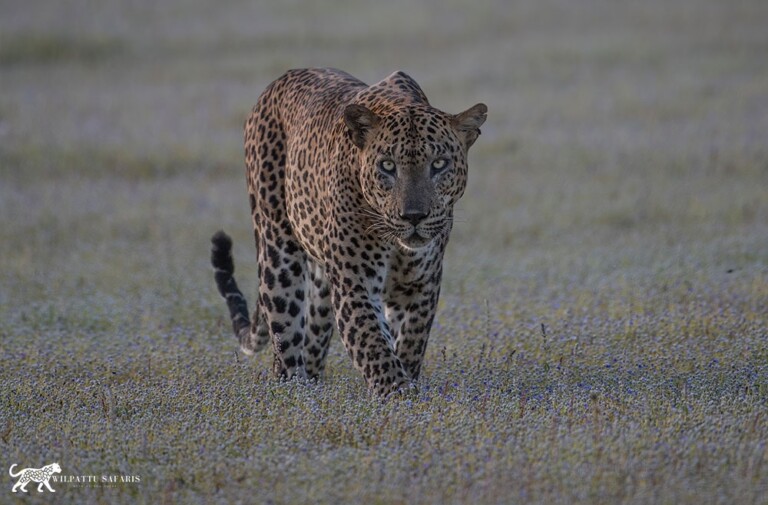 Leopard Full Day Safari - Wilpattu | Wilpattu Safaris